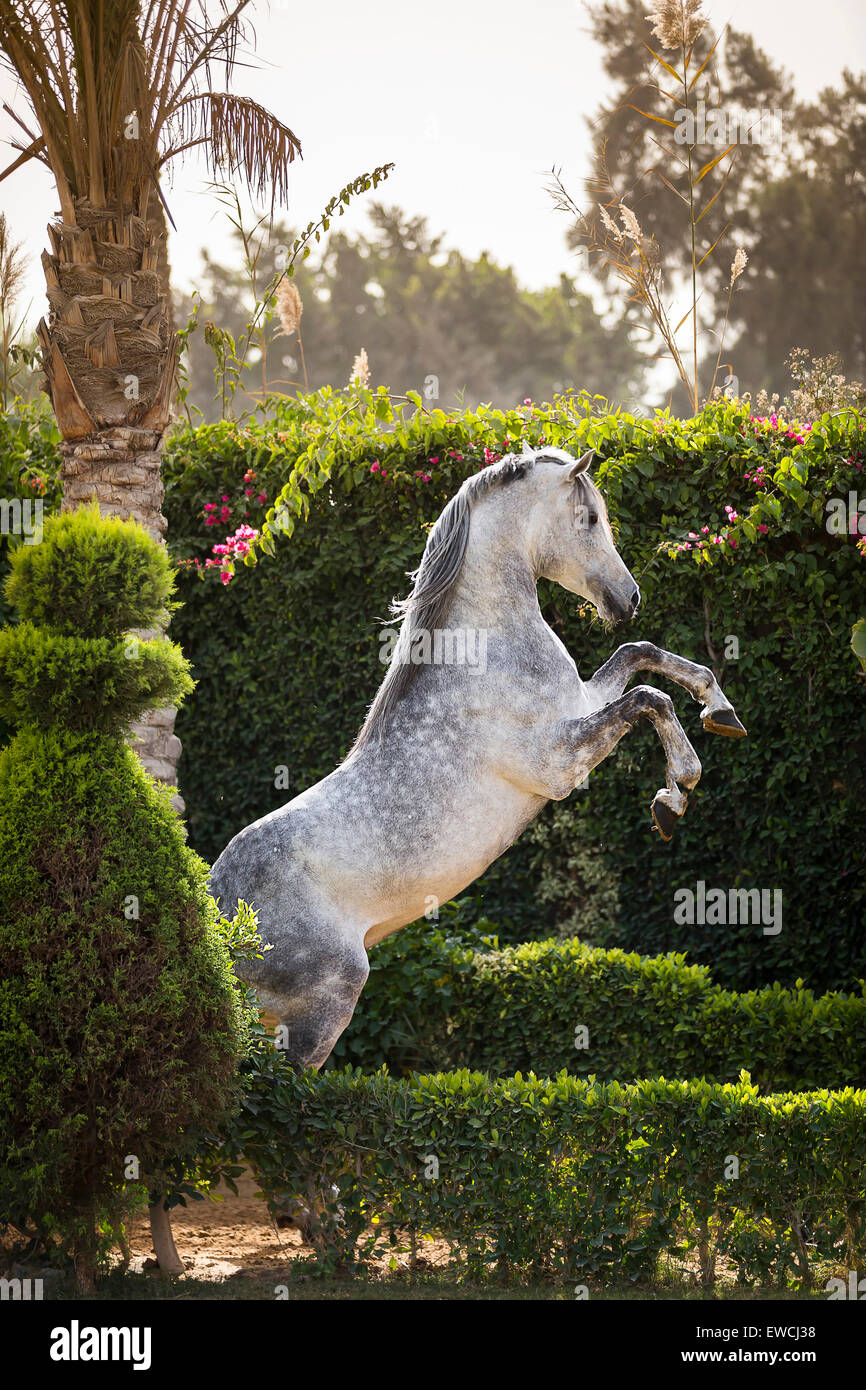 Rearing arabian horse hi-res stock photography and images - Alamy