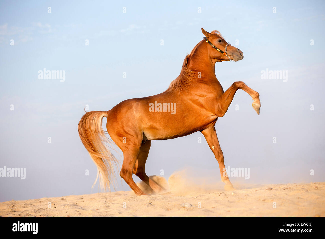 Arabian Horse. Chestnut stallion in the desert. Egypt Stock Photo - Alamy