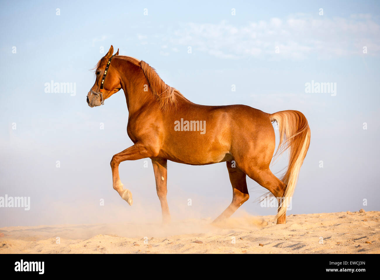 Arabian Horse. Chestnut stallion trotting in the desert. Egypt Stock ...