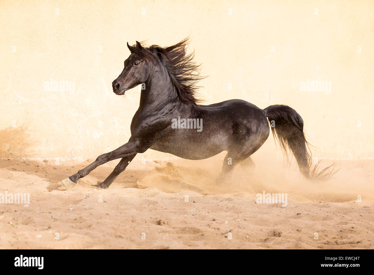 Black Arabian Horses Running