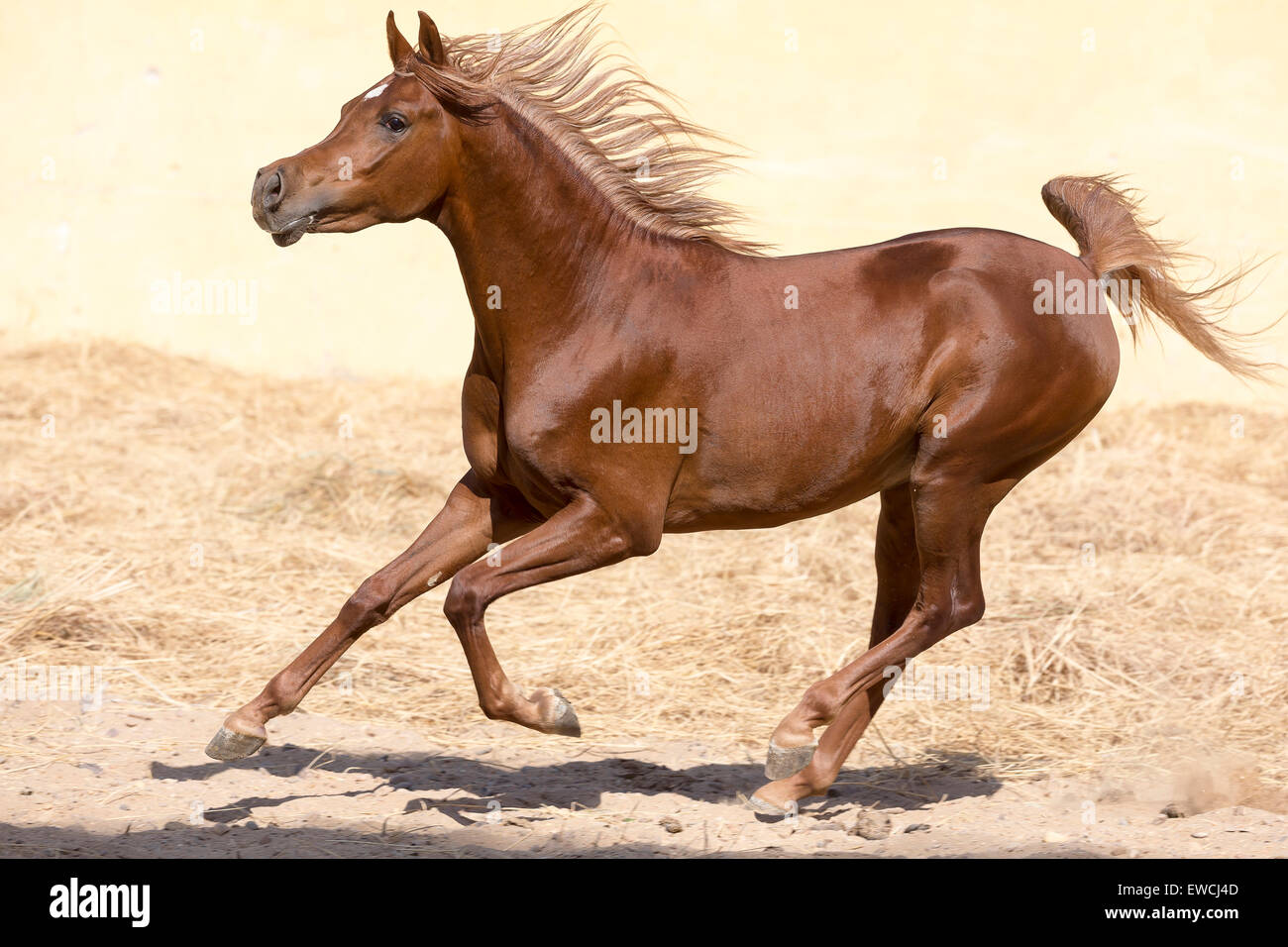 Arabian Horse. Chestnut stallion galloping in a paddock. Egypt Stock ...