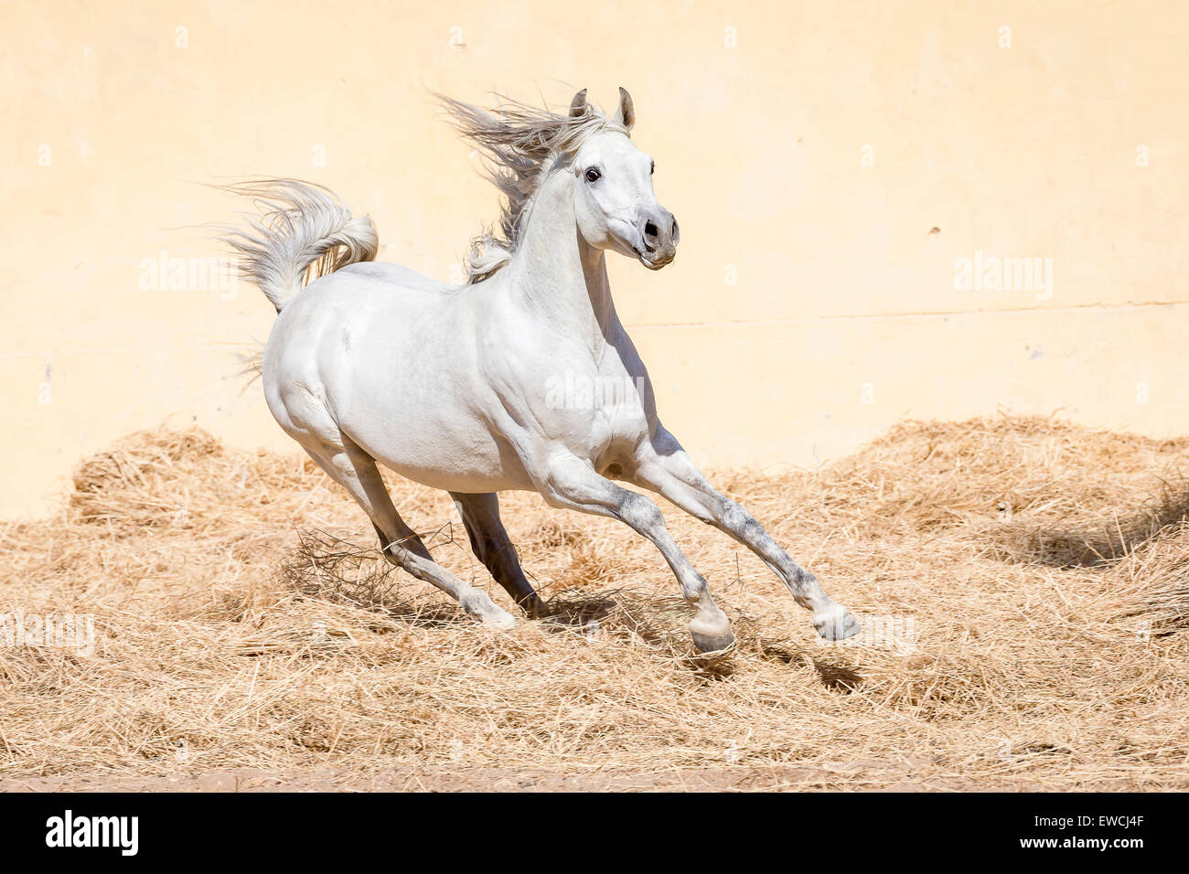Arabian Horse. Gray stallion galloping in a paddock. Egypt Stock Photo ...