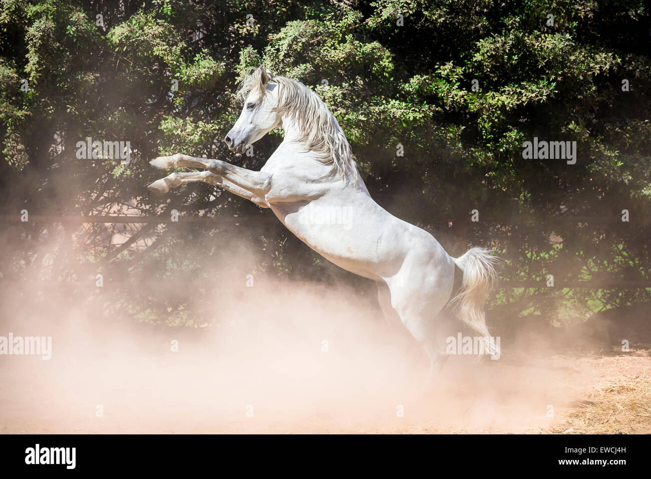 Arabian Horse. Gray stallion rearing in a paddock. Egypt Stock Photo ...