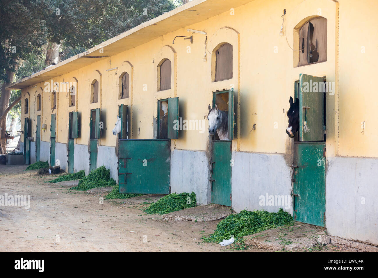 Arabian Horse. Stable at the Egyptian State Stud of El Zahraa. Cairo ...