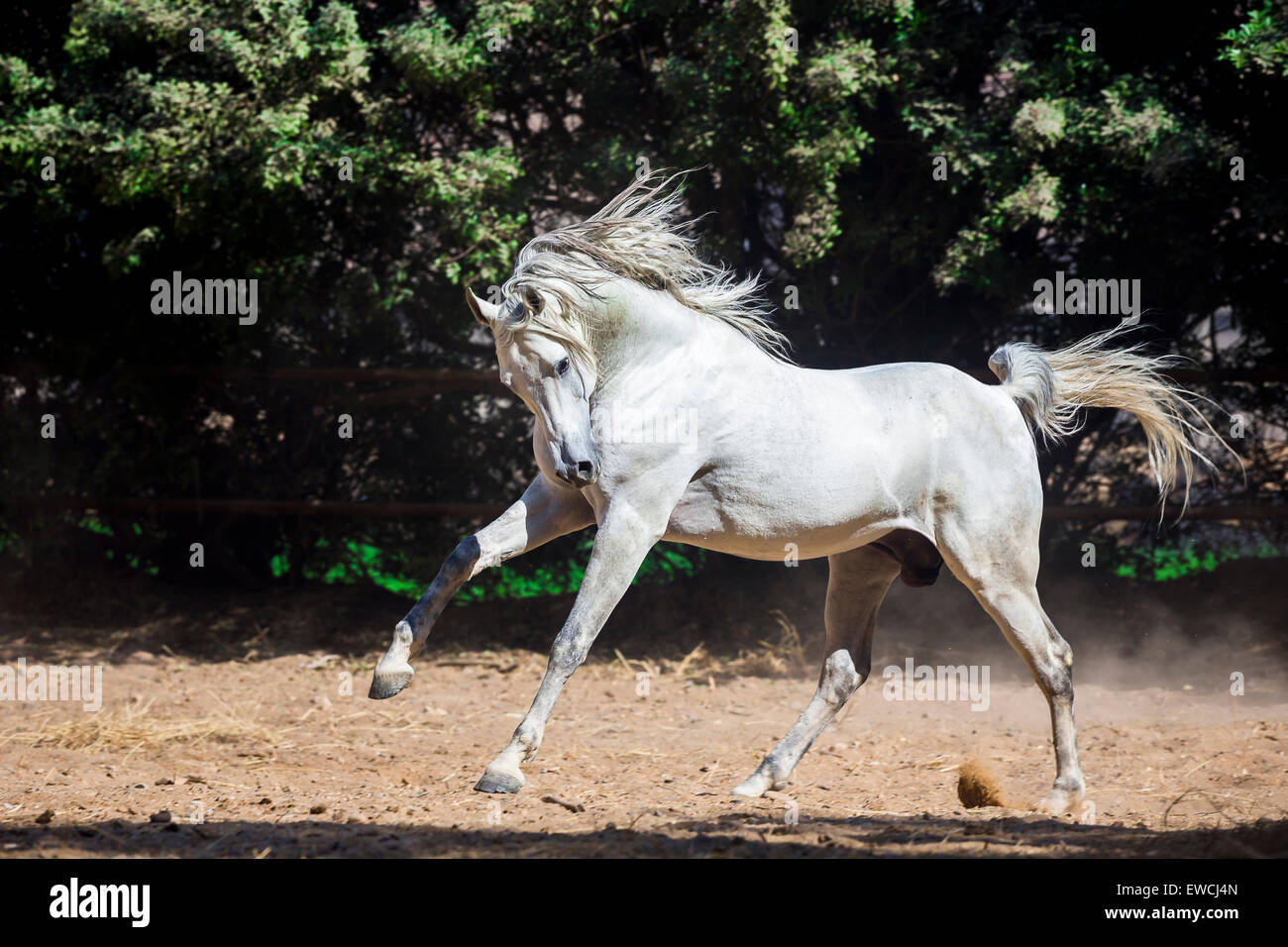 Arabian Horse. Gray stallion galloping in a paddock. Egypt Stock Photo ...