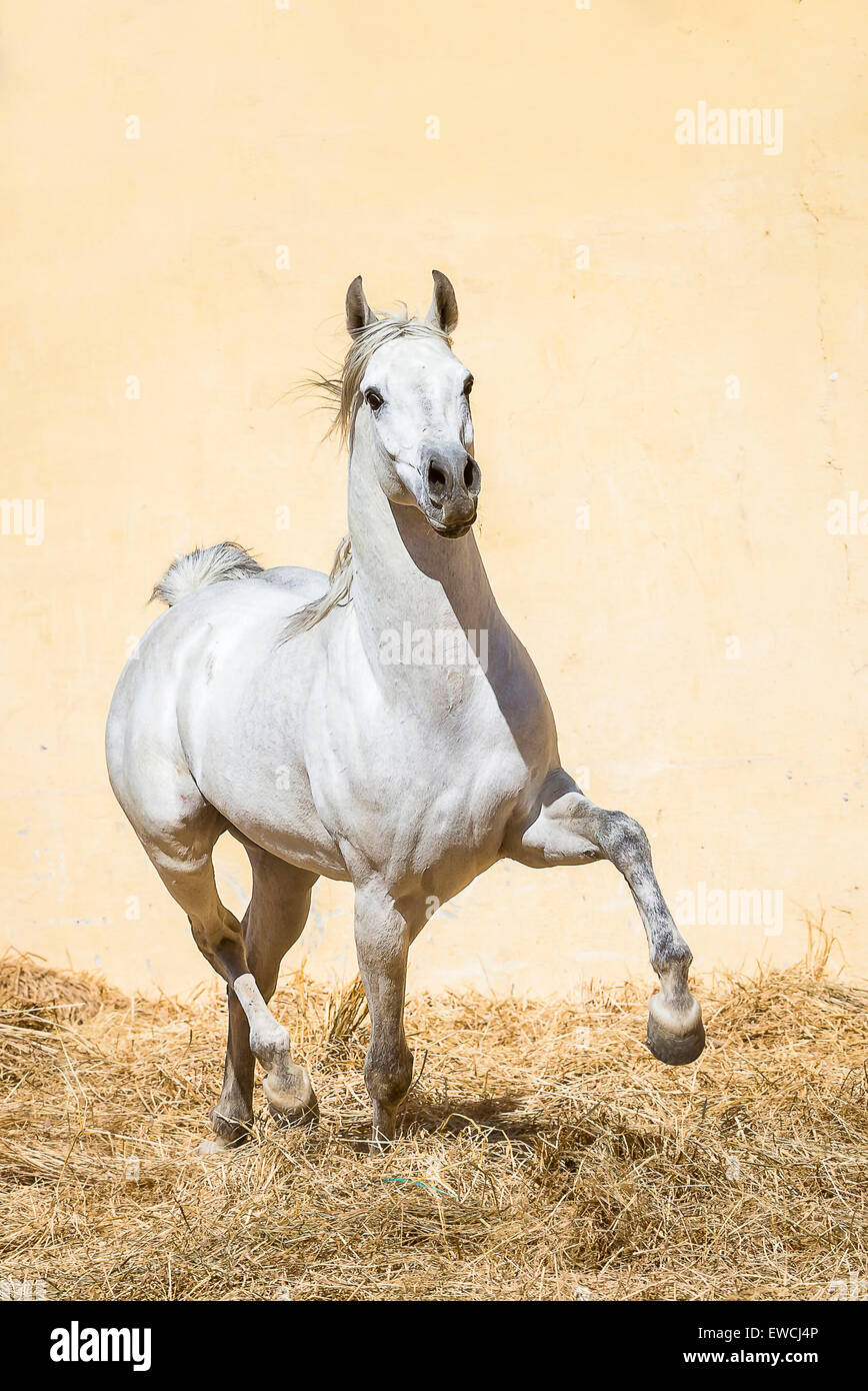 Grey arab trot hi-res stock photography and images - Alamy