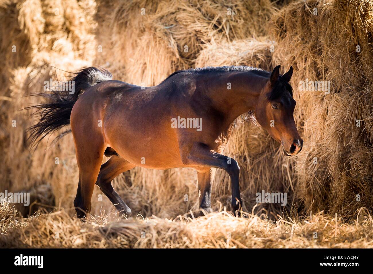 Arabian stallion walking hi-res stock photography and images - Alamy