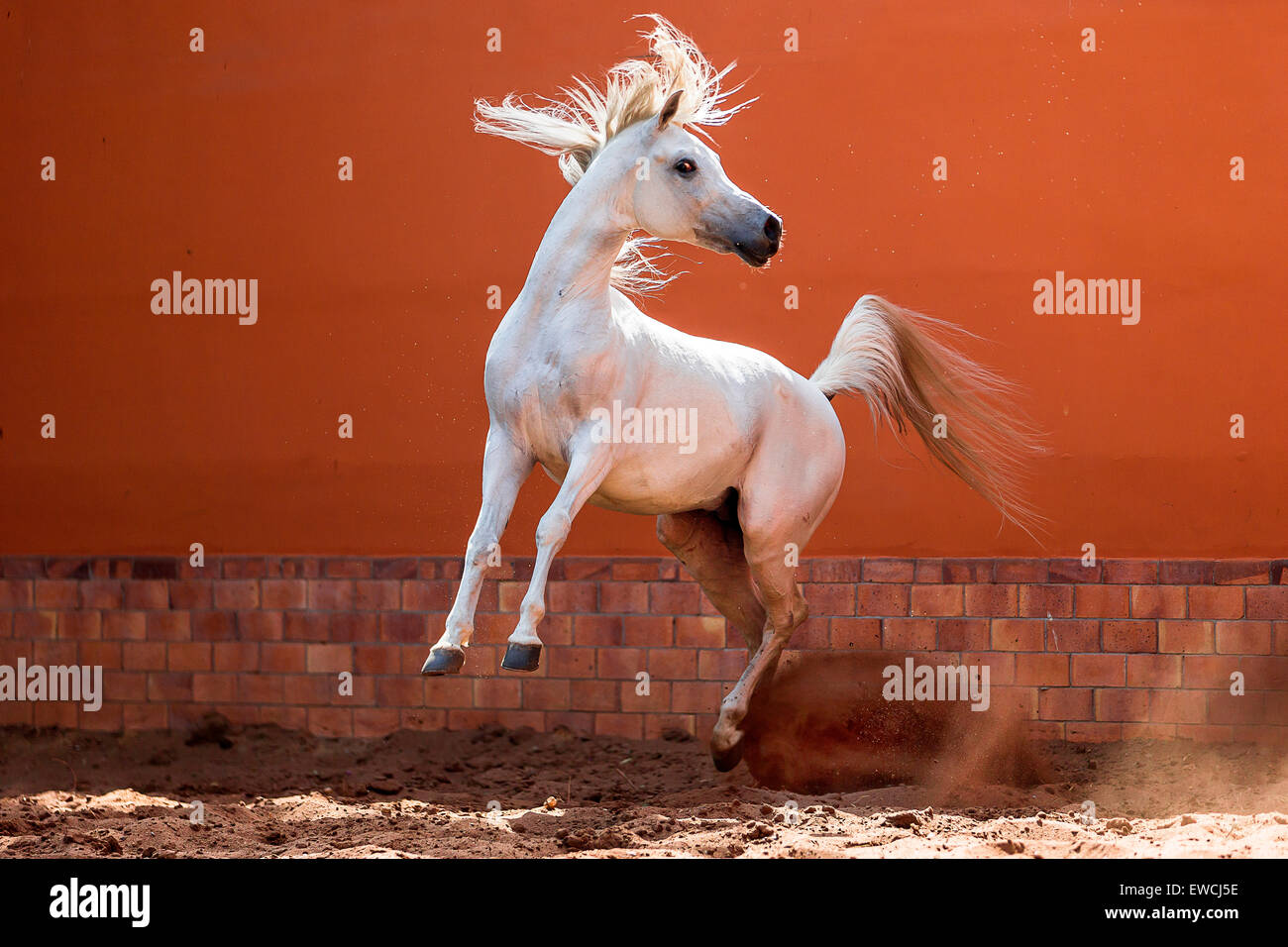 Arabian Horse. Gray stallion displaying in a paddock. Egypt Stock Photo ...