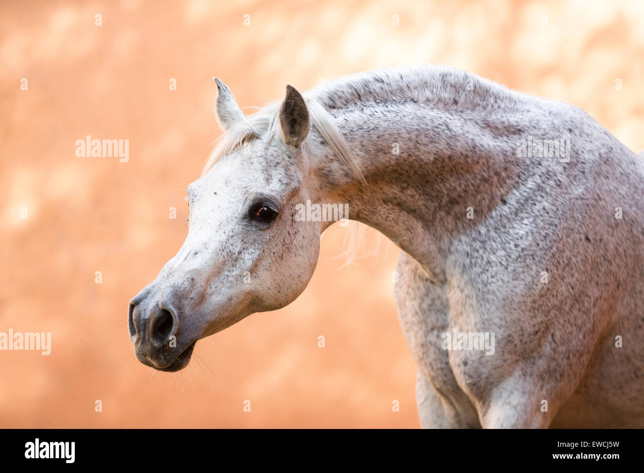 Arabian Horse. Portrait of gray mare. Egypt Stock Photo - Alamy