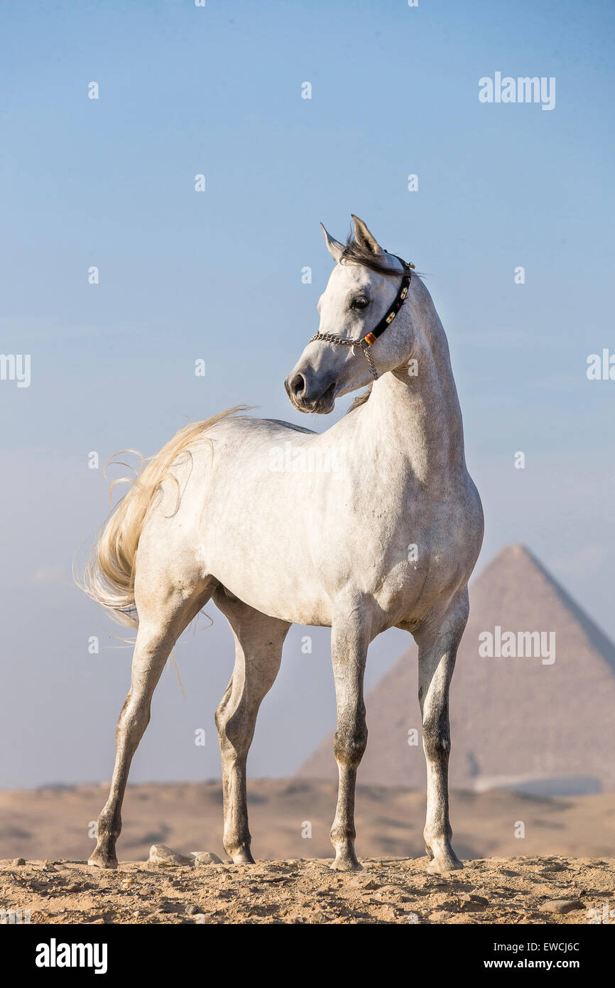 Arabian Horse. Gray stallion standing in front of the Pyramids of Giza ...