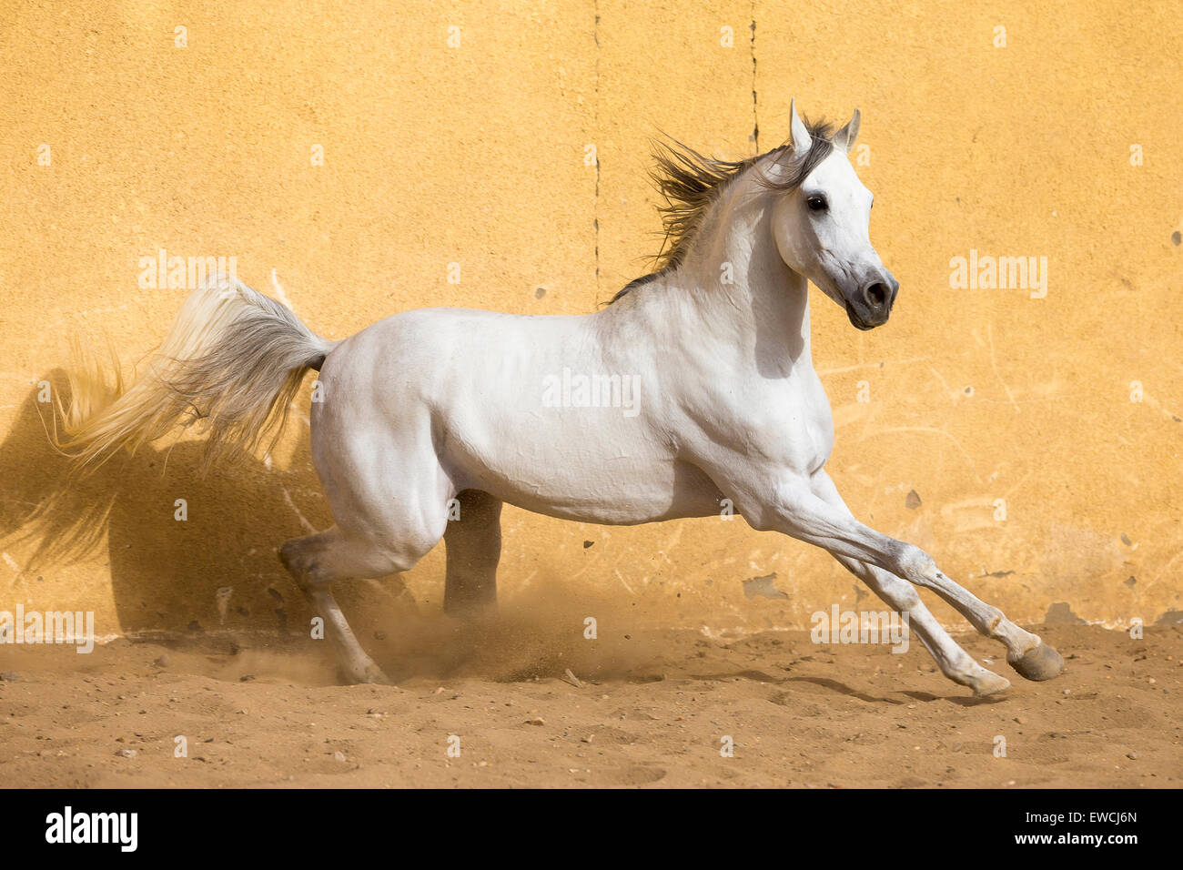 Arabian Horse. Gray stallion galloping in a paddock. Egypt Stock Photo ...