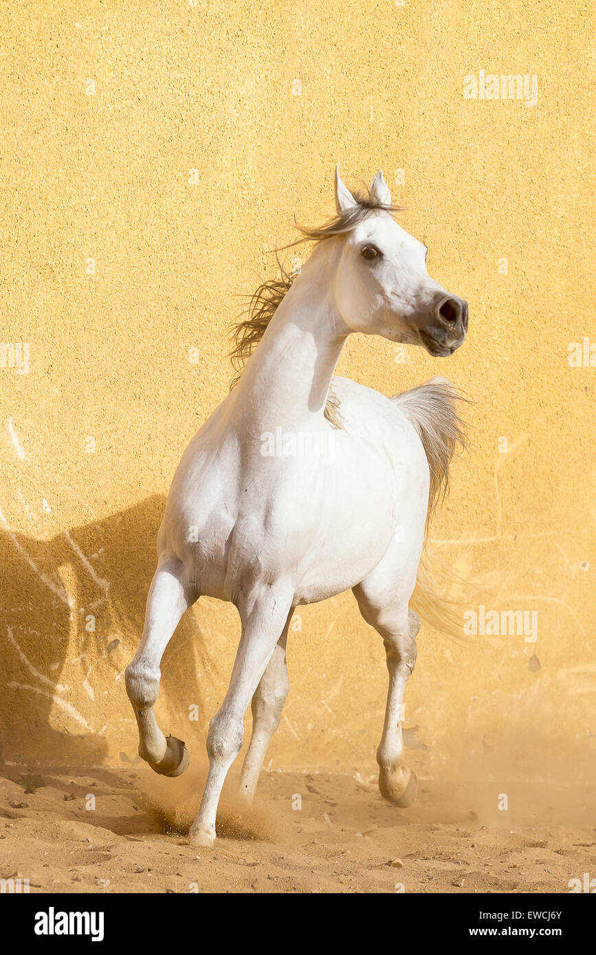 Arabian Horse. Gray stallion trotting in a paddock. Egypt Stock Photo ...