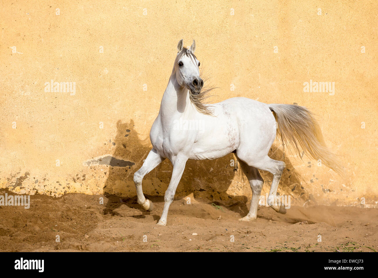 Arabian Horse. Gray stallion trotting in a paddock. Egypt Stock Photo ...