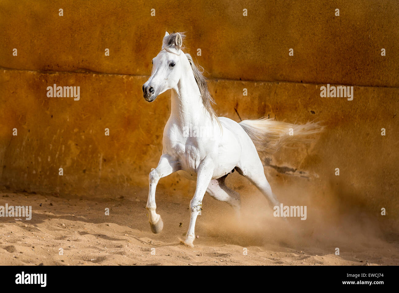 Arabian Horse. Gray stallion galloping in a paddock. Egypt Stock Photo ...