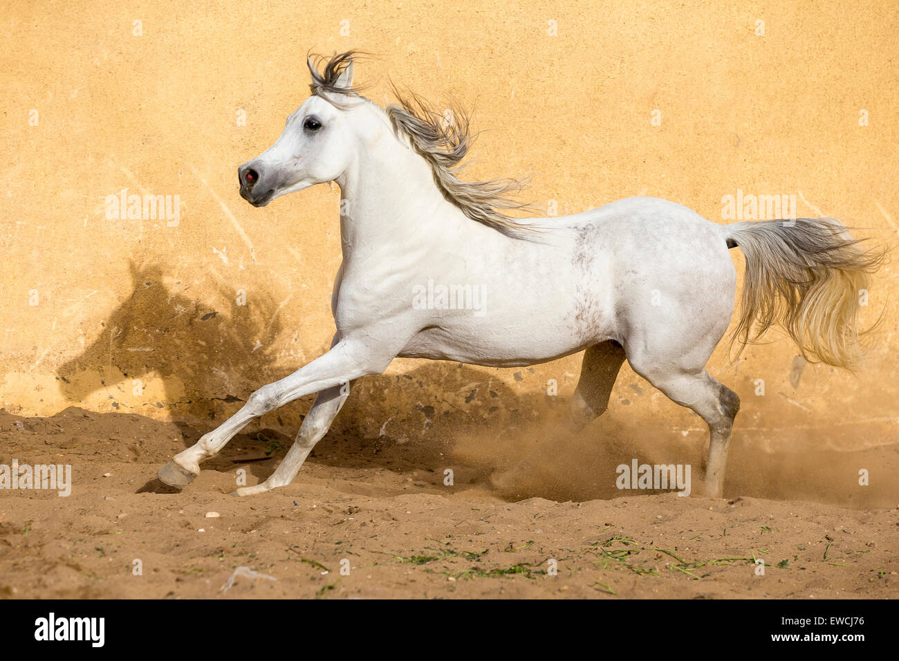 Adult galloping in a paddock hi-res stock photography and images - Alamy