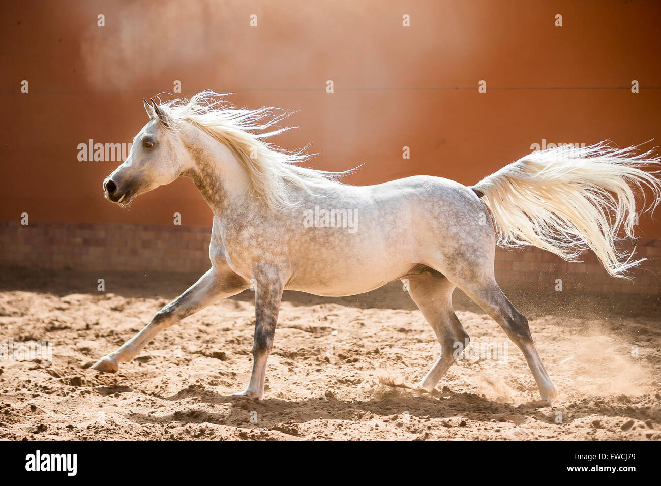 Arabian Horse. Gray stallion galloping in a paddock. Egypt Stock Photo ...