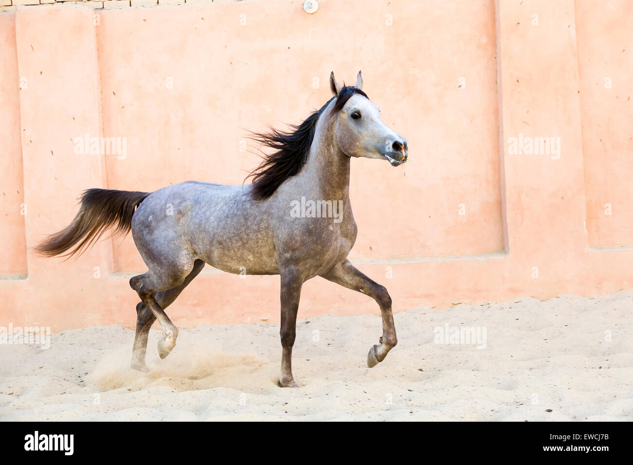 Arabian Horse. Gray stallion trotting in a paddock. Egypt Stock Photo ...