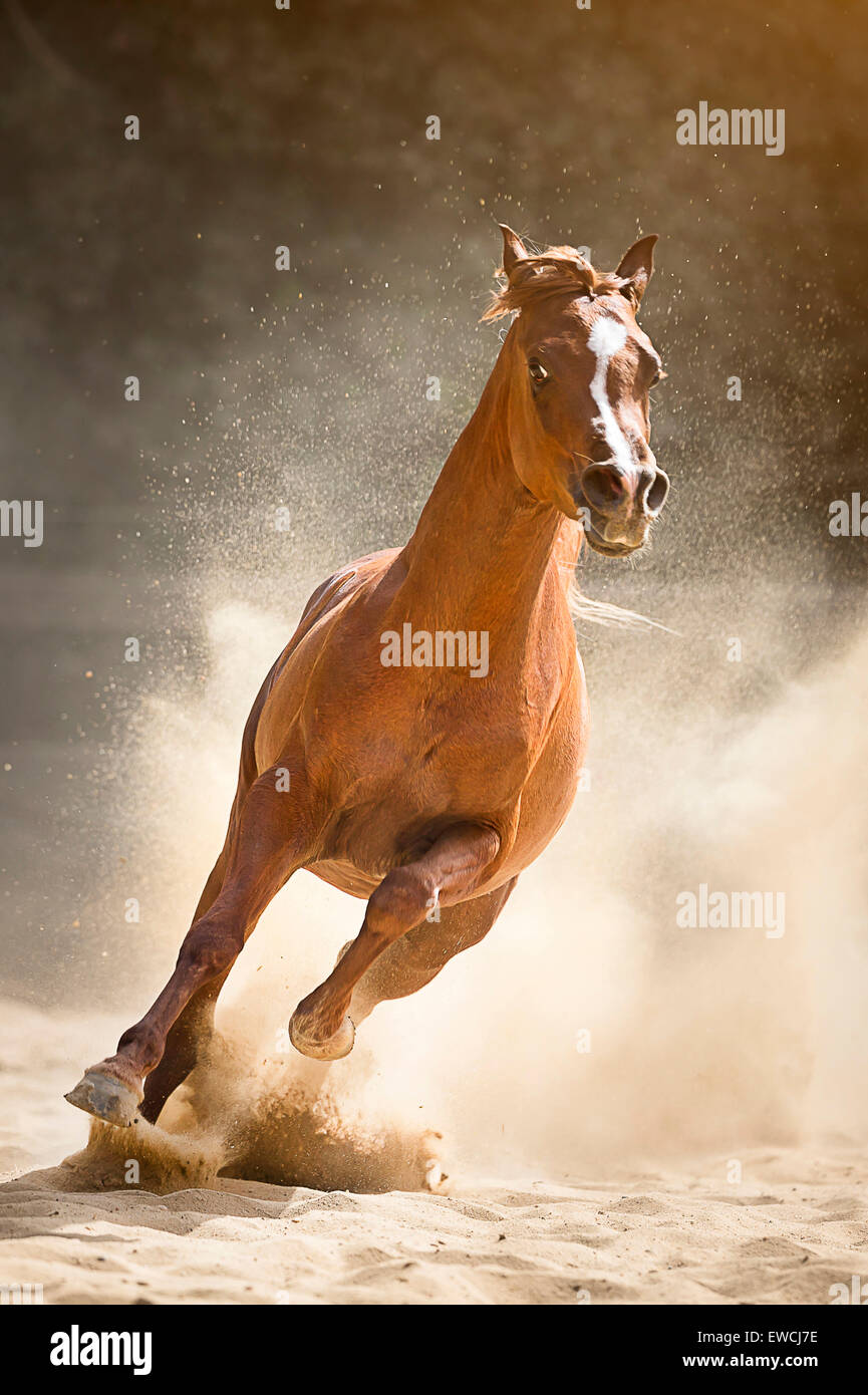 Arabian Horse. Young chestnut stallion galloping in a paddock. Egypt ...