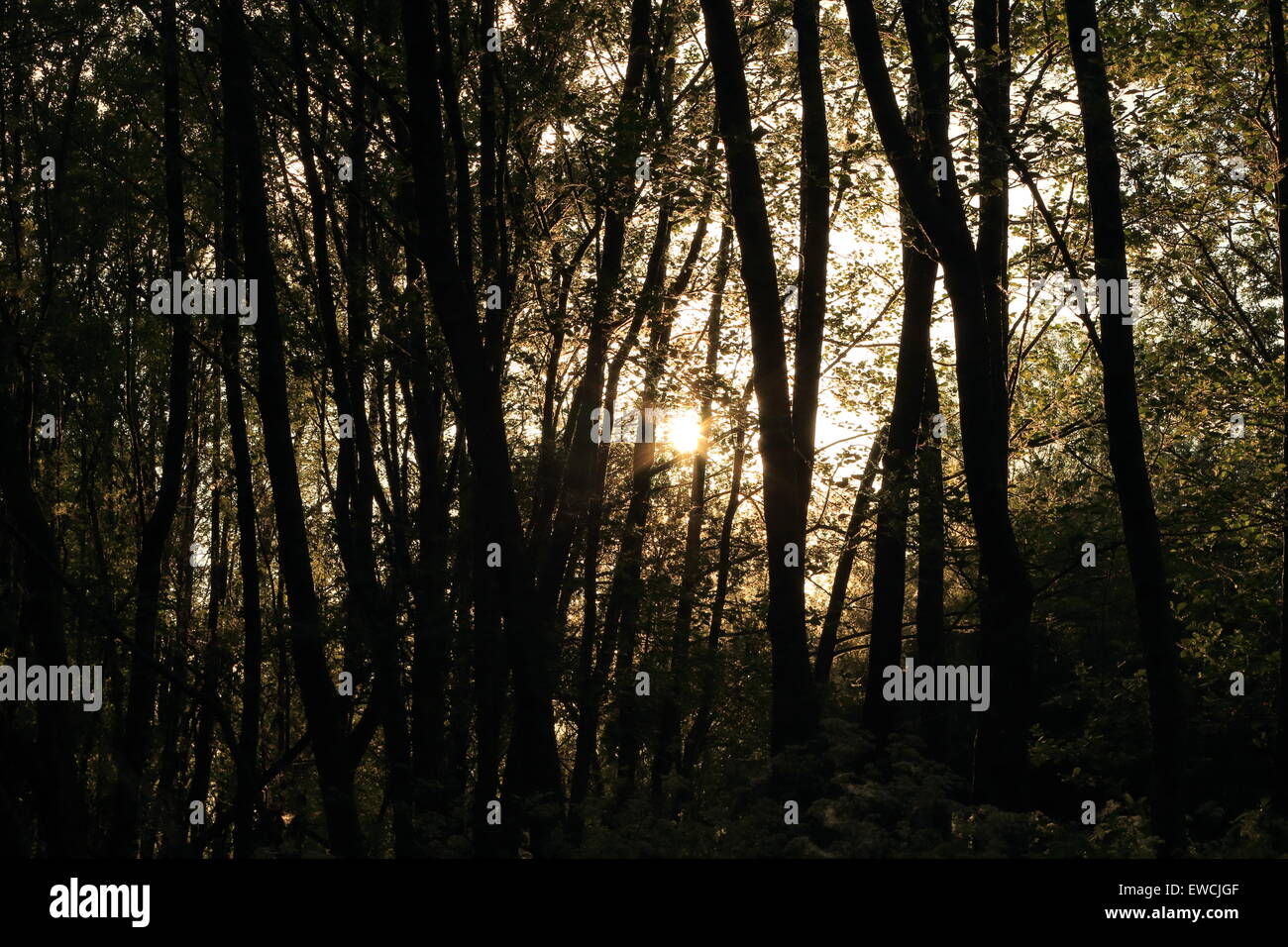 Dappled sunlight through woodland canapy Stock Photo - Alamy