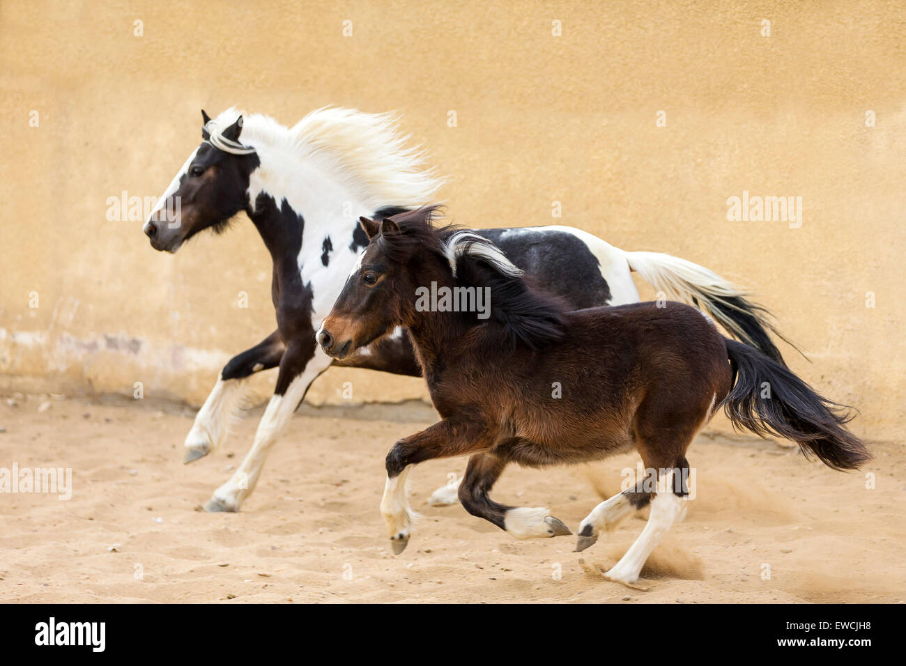 Gypsy cob hi-res stock photography and images - Alamy