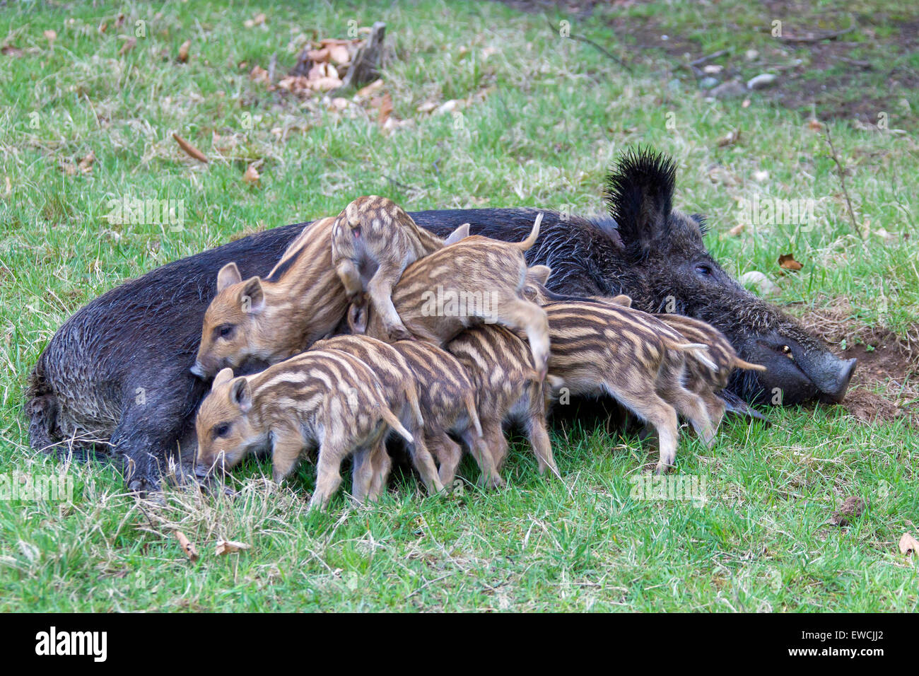 Wild Boar (Sus scrofa). Sow suckling piglets. Germany Stock Photo - Alamy