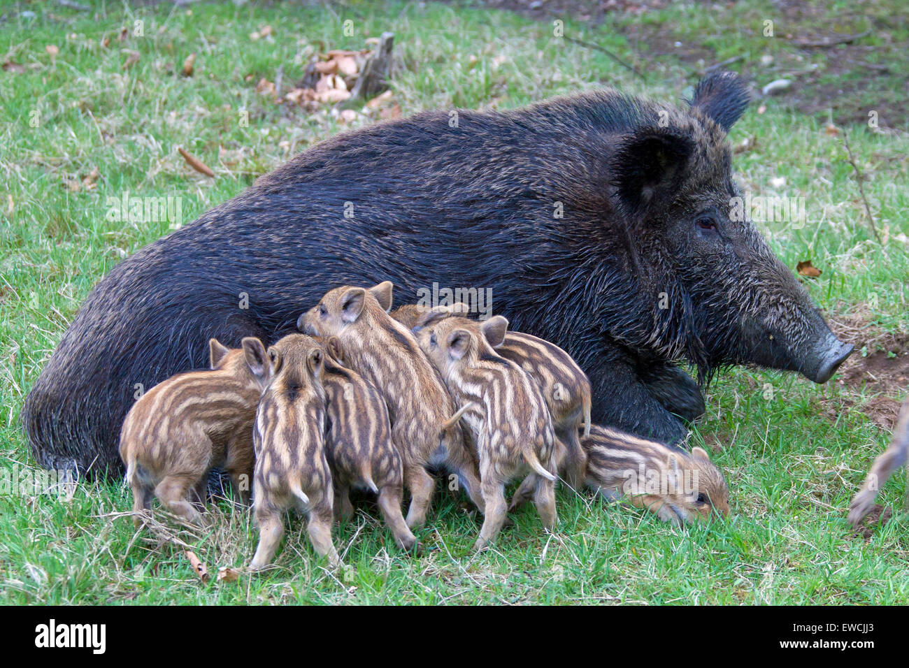 Wild Boar (Sus scrofa). Sow suckling piglets. Germany Stock Photo - Alamy