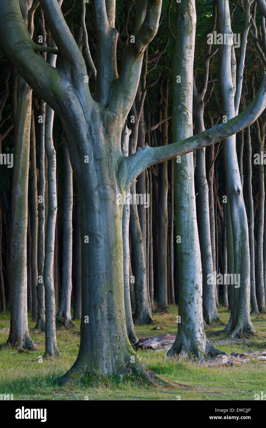 Nienhagen hi-res stock photography and images - Alamy