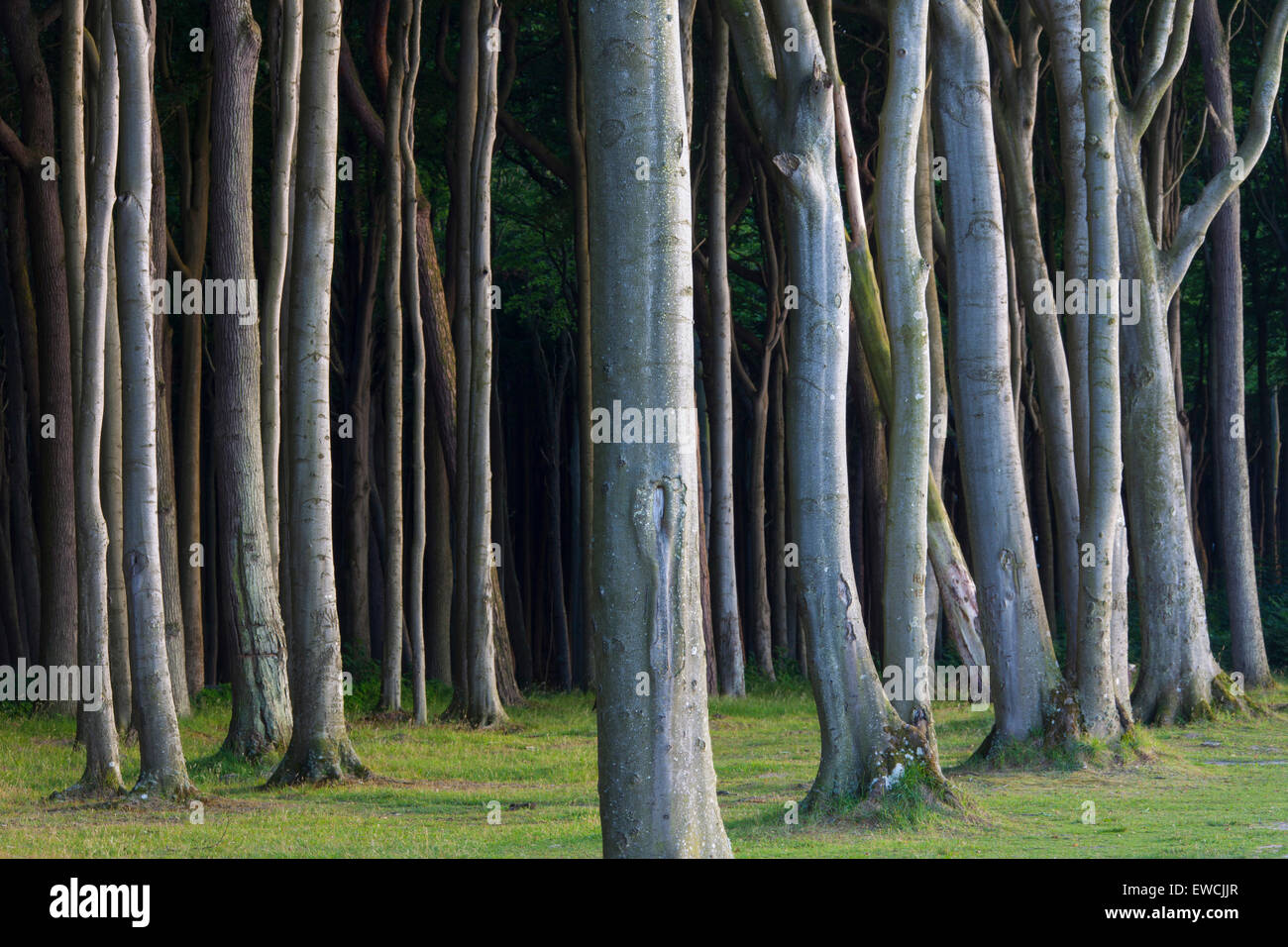 Nienhagen High Resolution Stock Photography and Images - Alamy