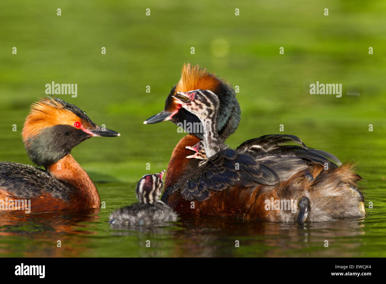 Slavonian Grebe. Horned Grebe (Podiceps auritus). Parent birds with ...