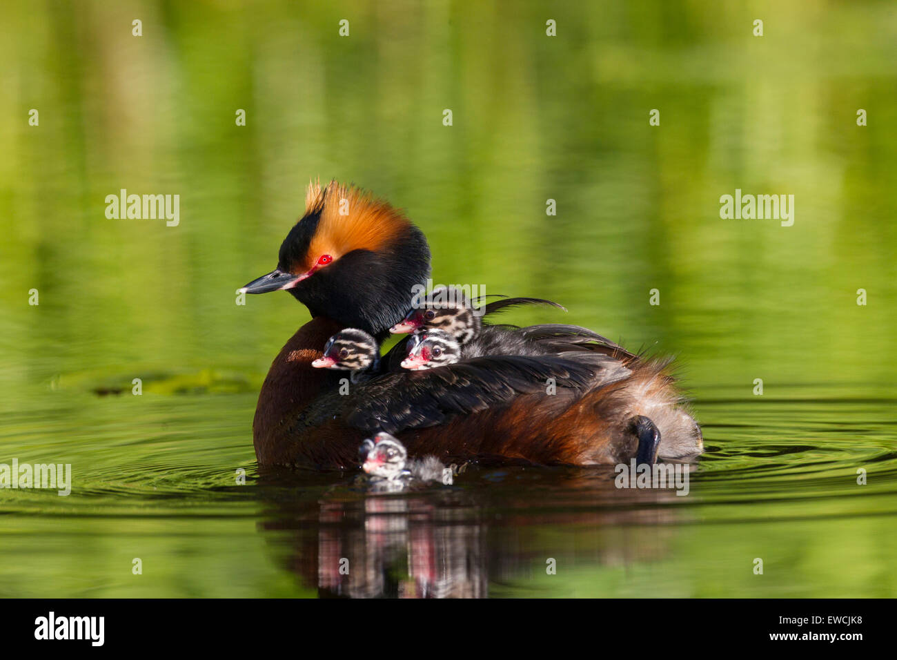 Grebe carrying young on its back hi-res stock photography and images ...