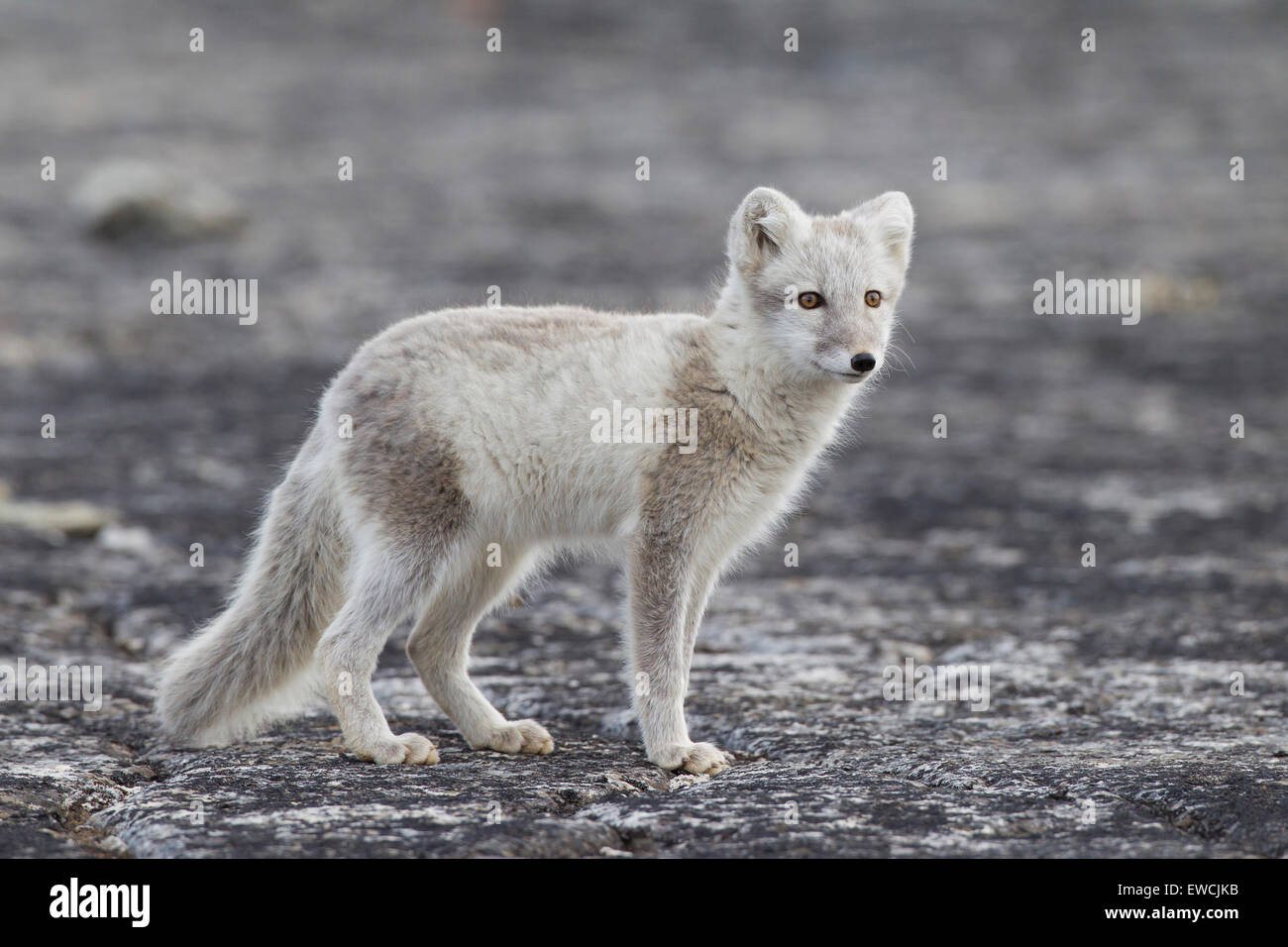 Arctic Fox (Alopex lagopus). Adult in sumer coat, standing. Svalbard ...