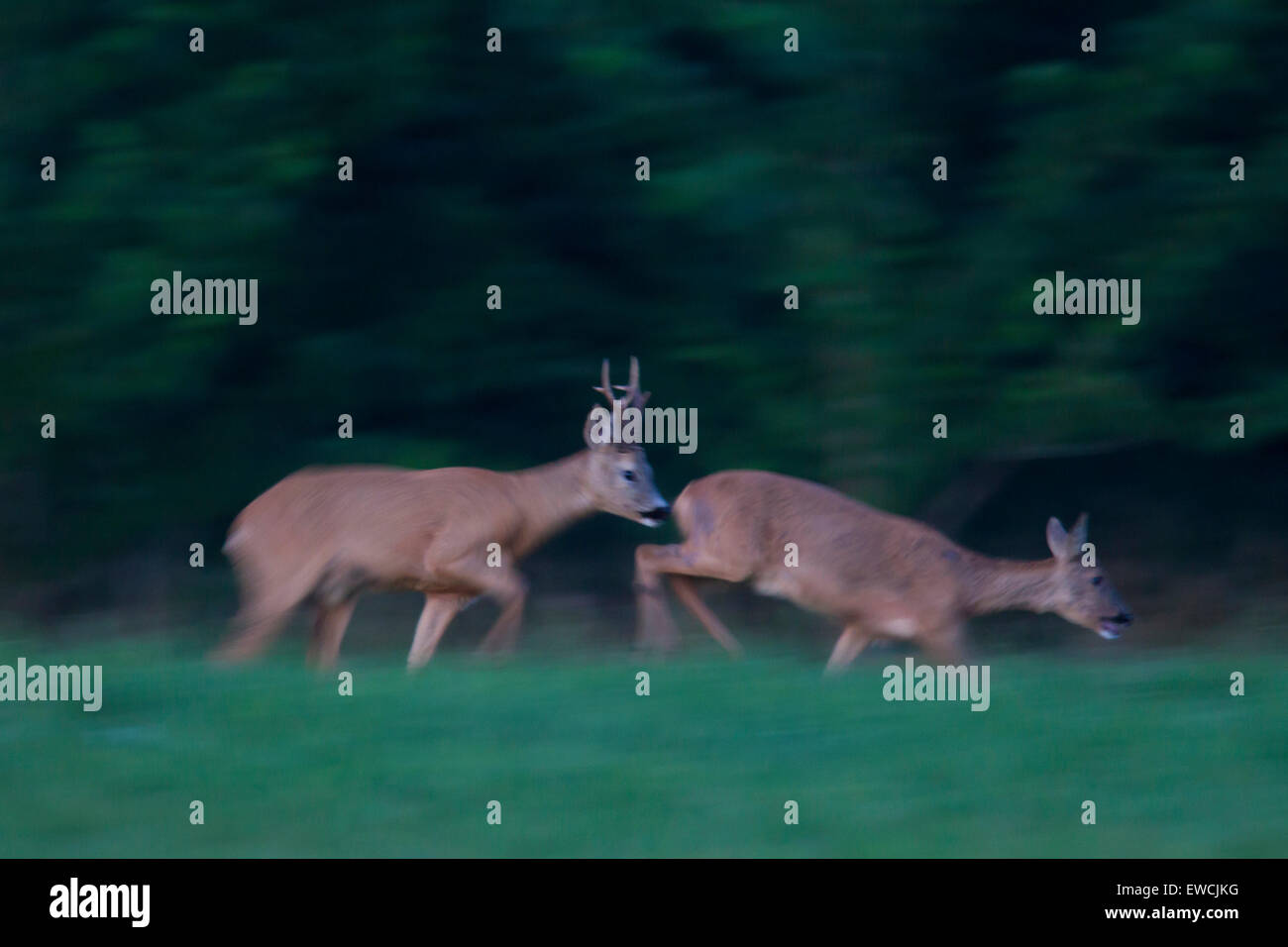 Roe Deer (Capreolus capreolus). Buck following doe during rut. Sweden ...