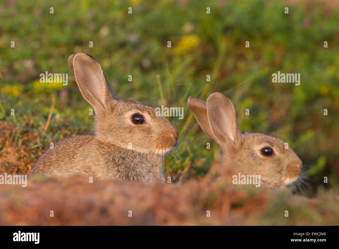 European Rabbit (Oryctolagus cuniculus). Two young at entrance to den ...
