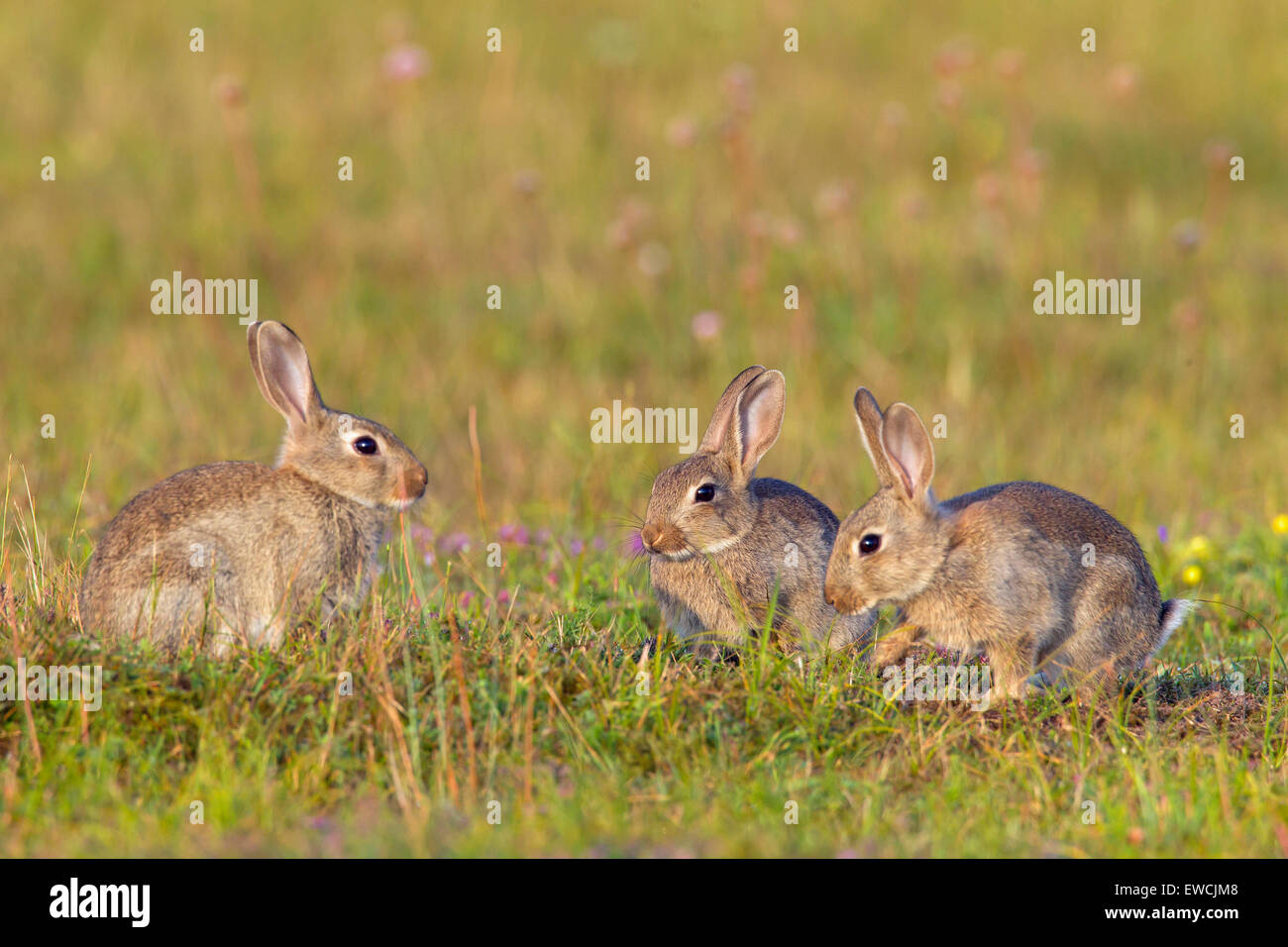 European Rabbit (Oryctolagus cuniculus). Three young on a meadow ...