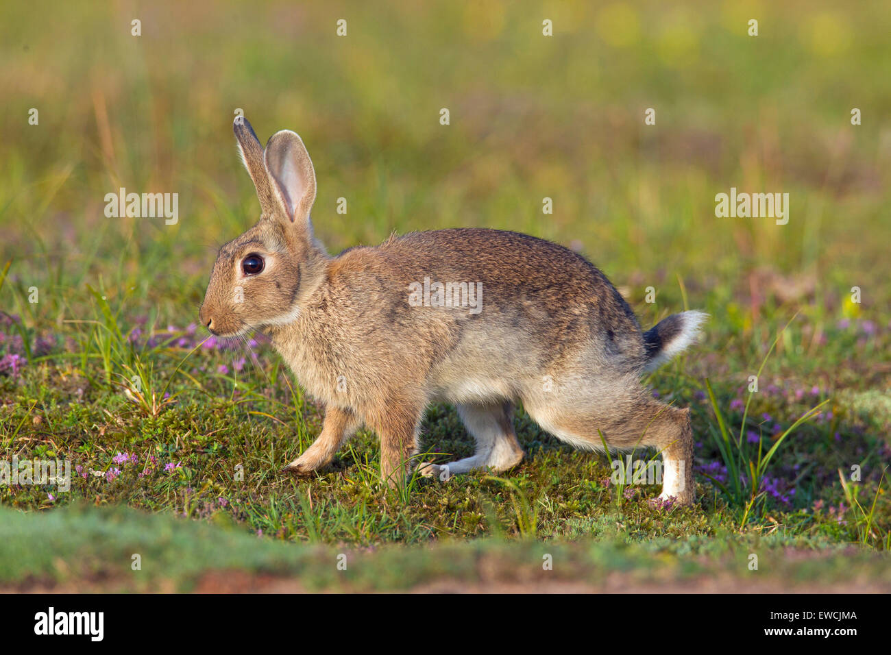 European Rabbit (Oryctolagus cuniculus). Young on a meadow. Sweden ...