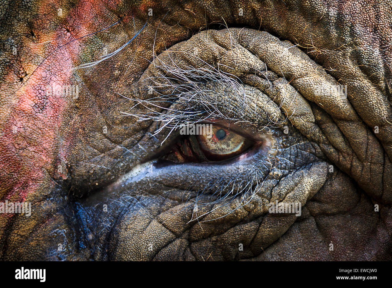Asian elephant hi-res stock photography and images - Alamy