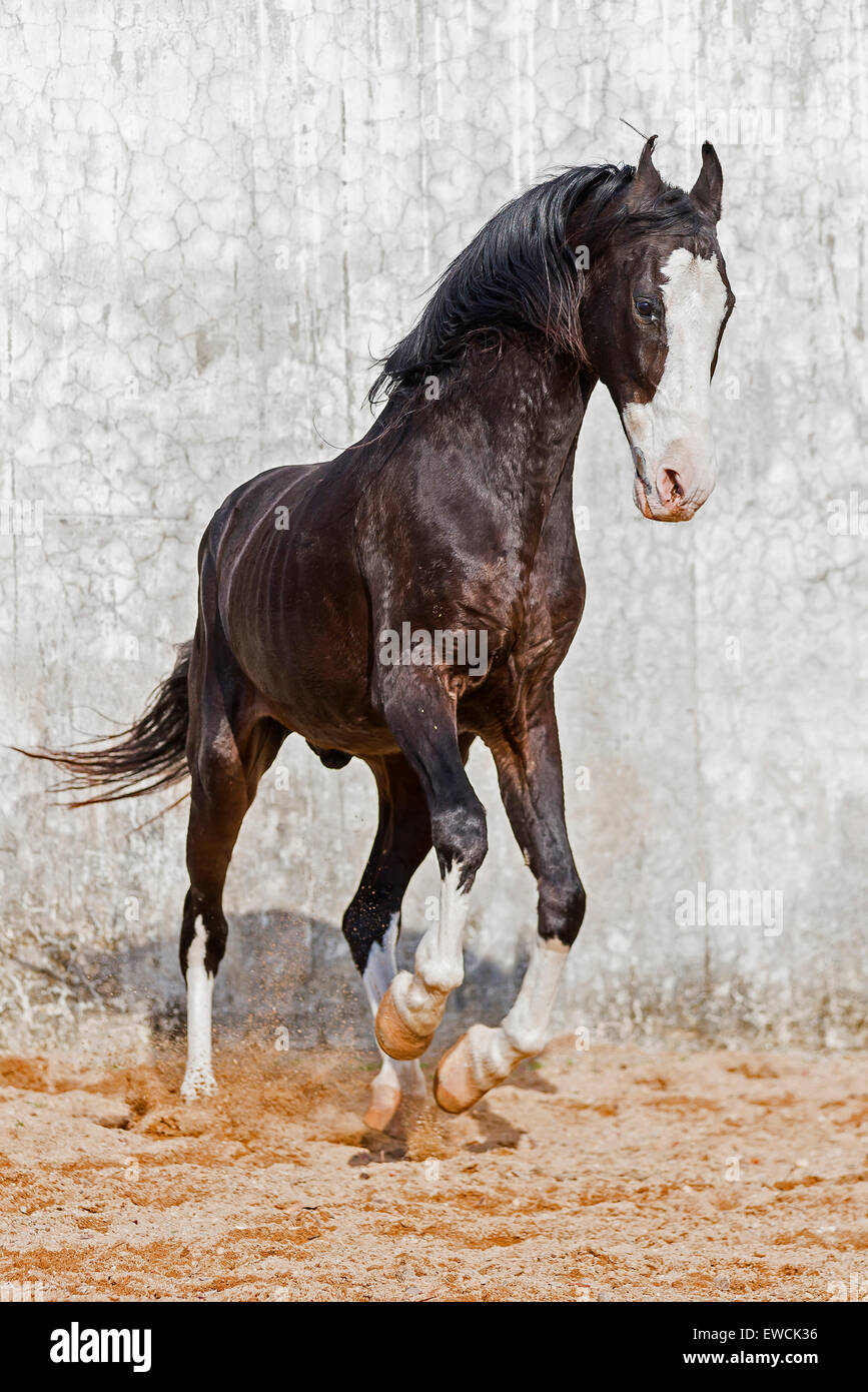 Marwari Horse. Black stallion rearing in a paddock. Rajasthan, India ...