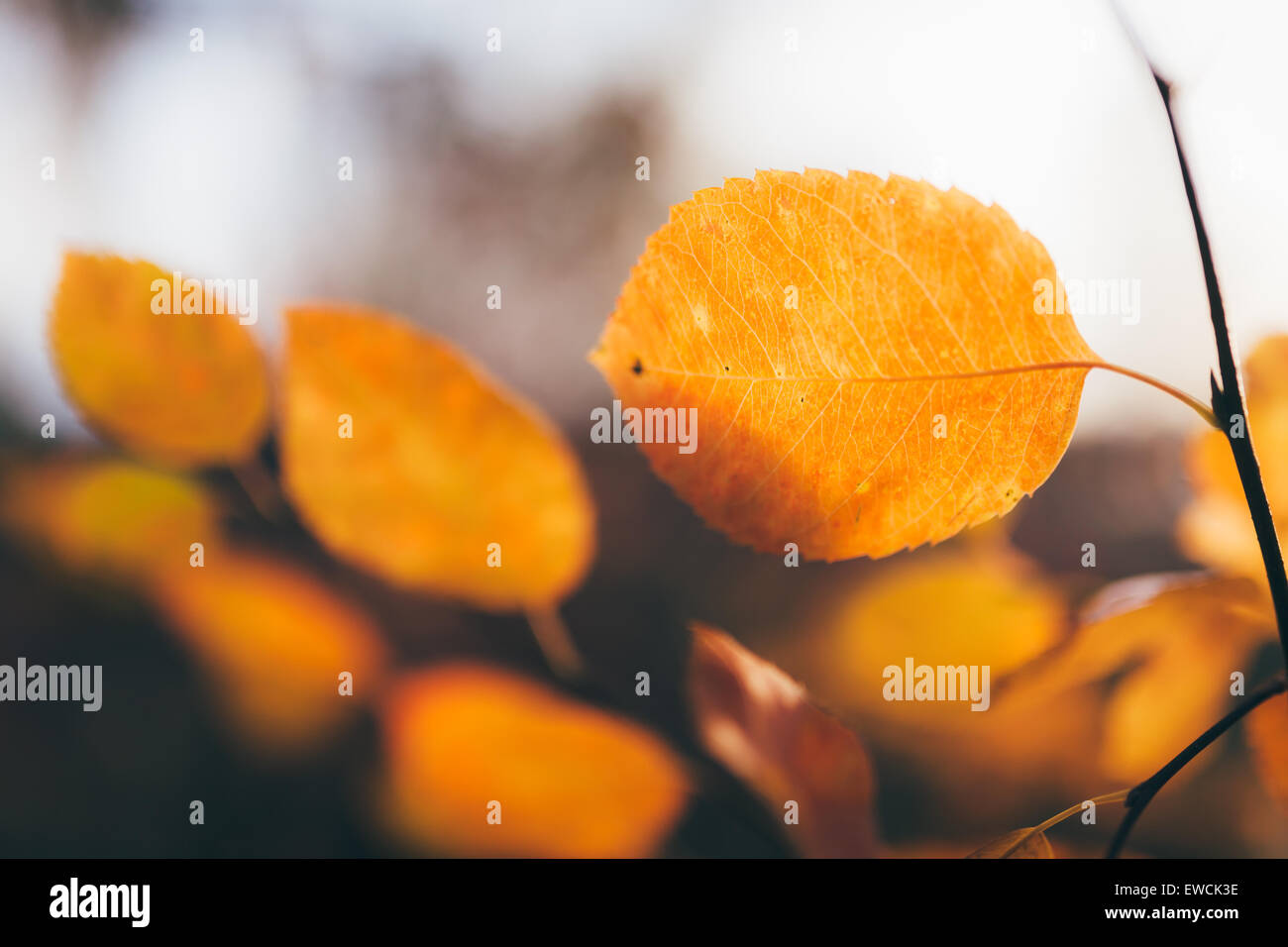 Orange autumn leaves Stock Photo - Alamy