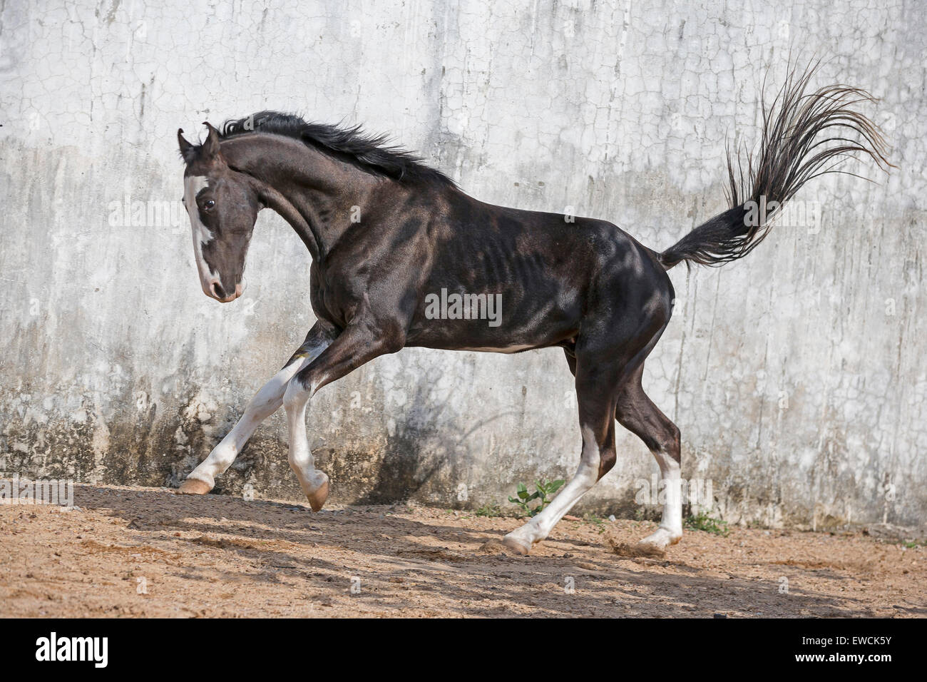 Marwari horse hi-res stock photography and images - Alamy
