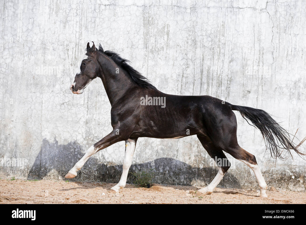 Marwari Horse. Black stallion galloping in a paddock. Rajasthan, India ...