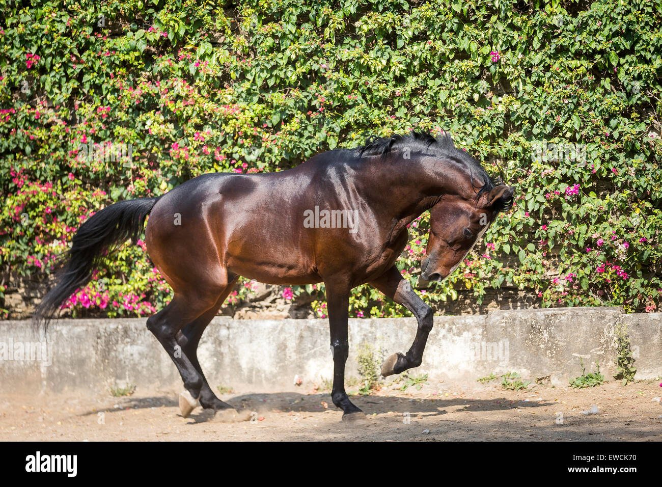 Marwari Horse. Bay stallion showing display behaviour in a paddock ...