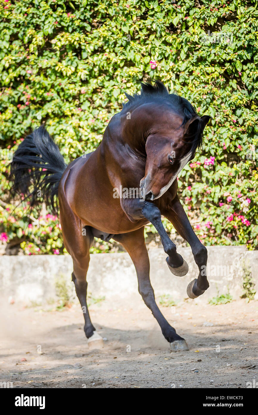 Marwari Horse. Bay stallion showing display behaviour in a paddock ...