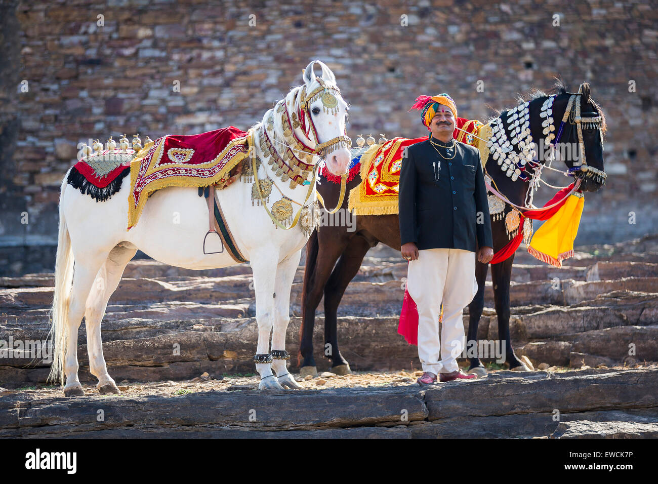 Marwari Horse. Pair of decorated dancing horses with proud owner ...