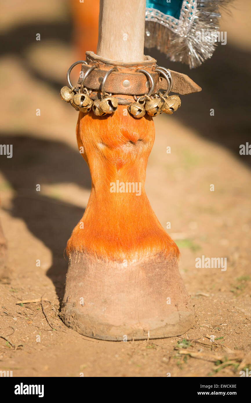 Marwari Horse. Small bells on the foot of a dancing horse. Rajasthan ...