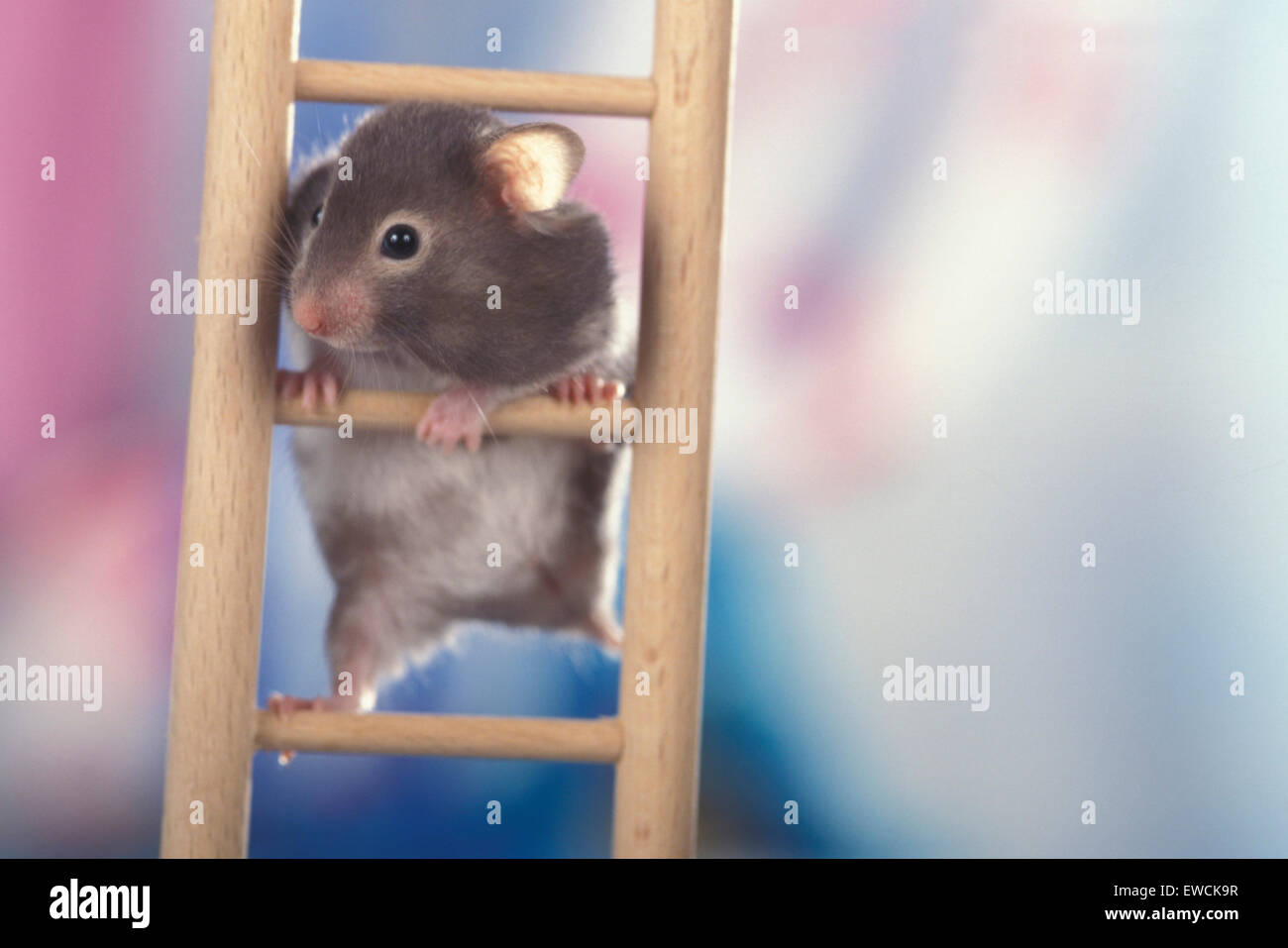 Golden Hamster, Pet Hamster (Mesocricetus auratus). Adult climbing on a ...