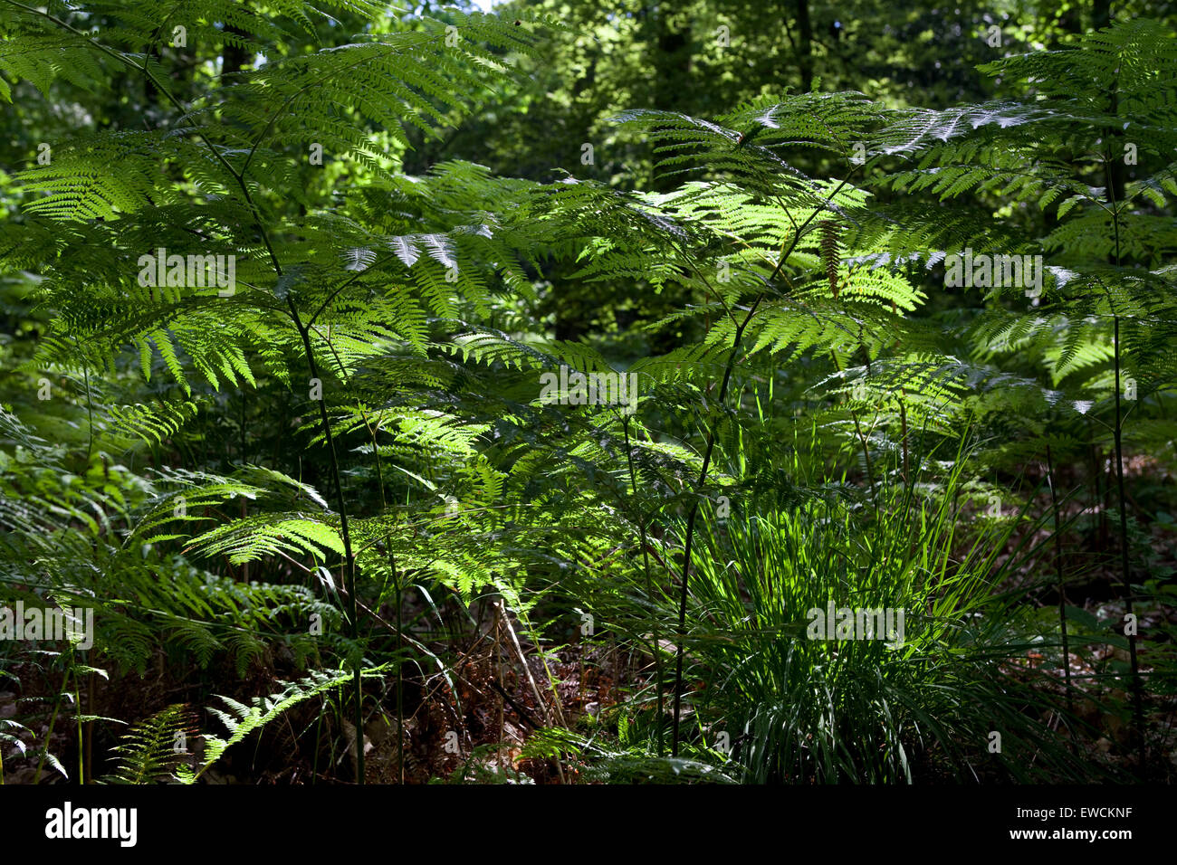 Europe, Germany, North Rhine-Westphalia, fern in a forest at the Ardey ...