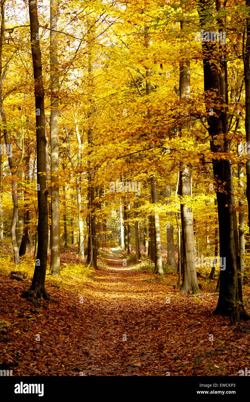 Europe, Germany, North Rhine-Westphalia, autumn in a forest at the ...