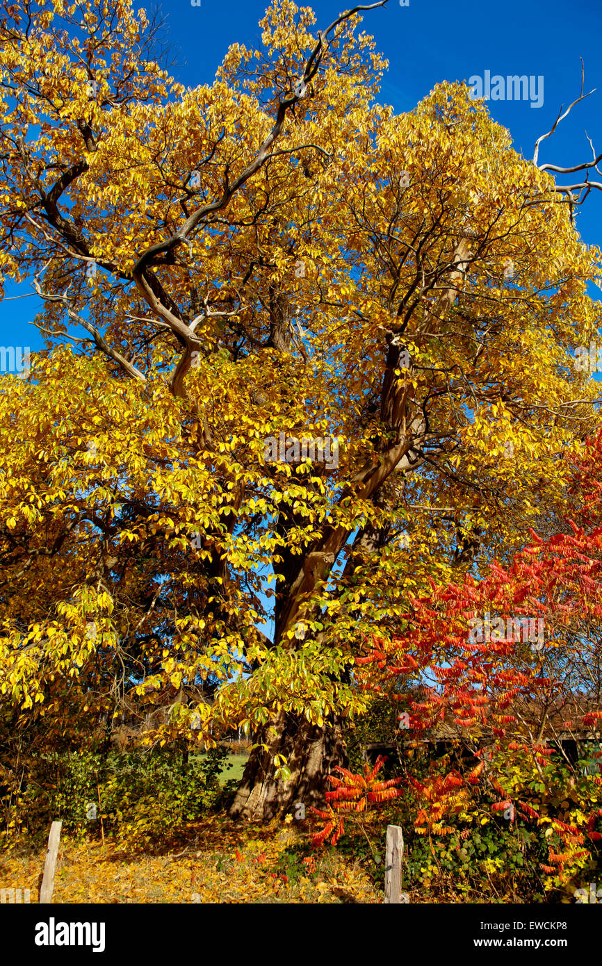 Europe, Germany, North Rhine-Westphalia, old chestnut tree near manor ...