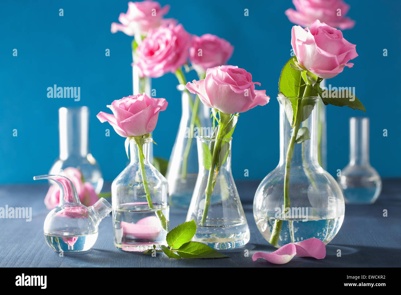 pink rose flowers in chemical flasks over blue Stock Photo - Alamy