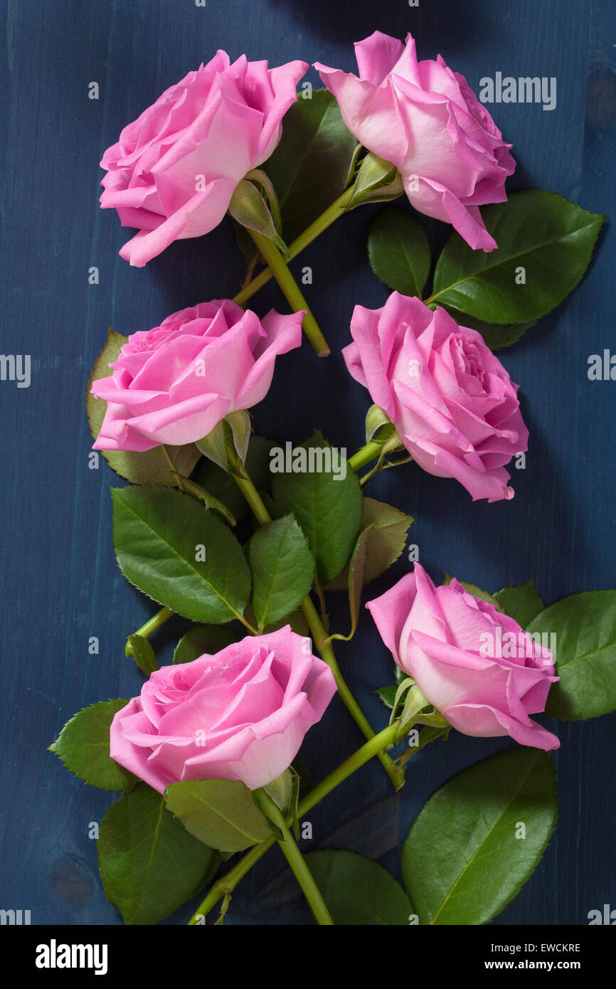 pink rose flowers over dark blue background Stock Photo - Alamy